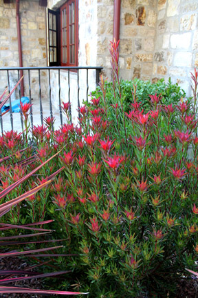 CHN - Plants - Leucadendron salignum 'Blush'
